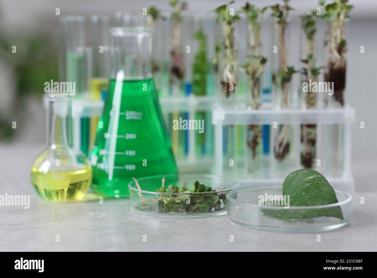 Biochemistry. Glassware with different liquids and plants on light grey ...