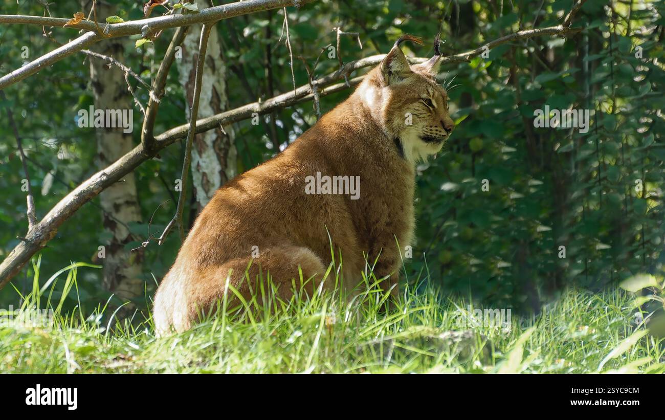 Eurasian Lynx Resting Under Trees in Natural Forest Setting Stock Photo ...