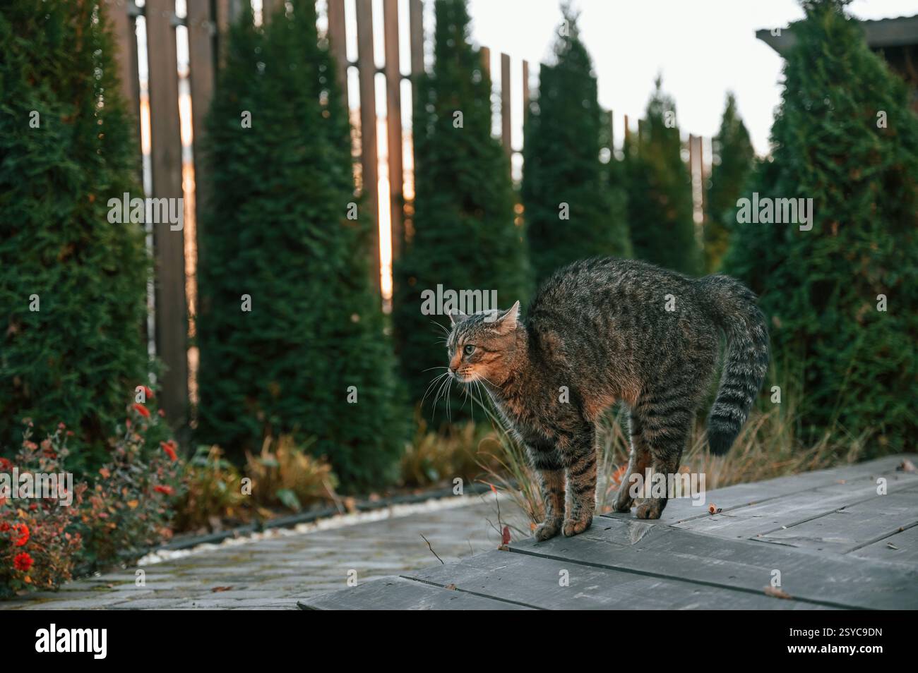 Frightened cat hi-res stock photography and images - Alamy