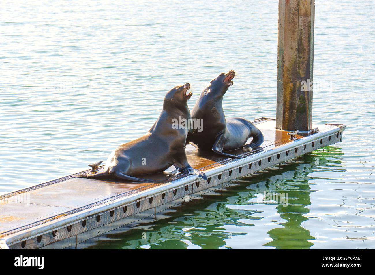 Two California sea lions engaging in playful interaction on a dock in ...
