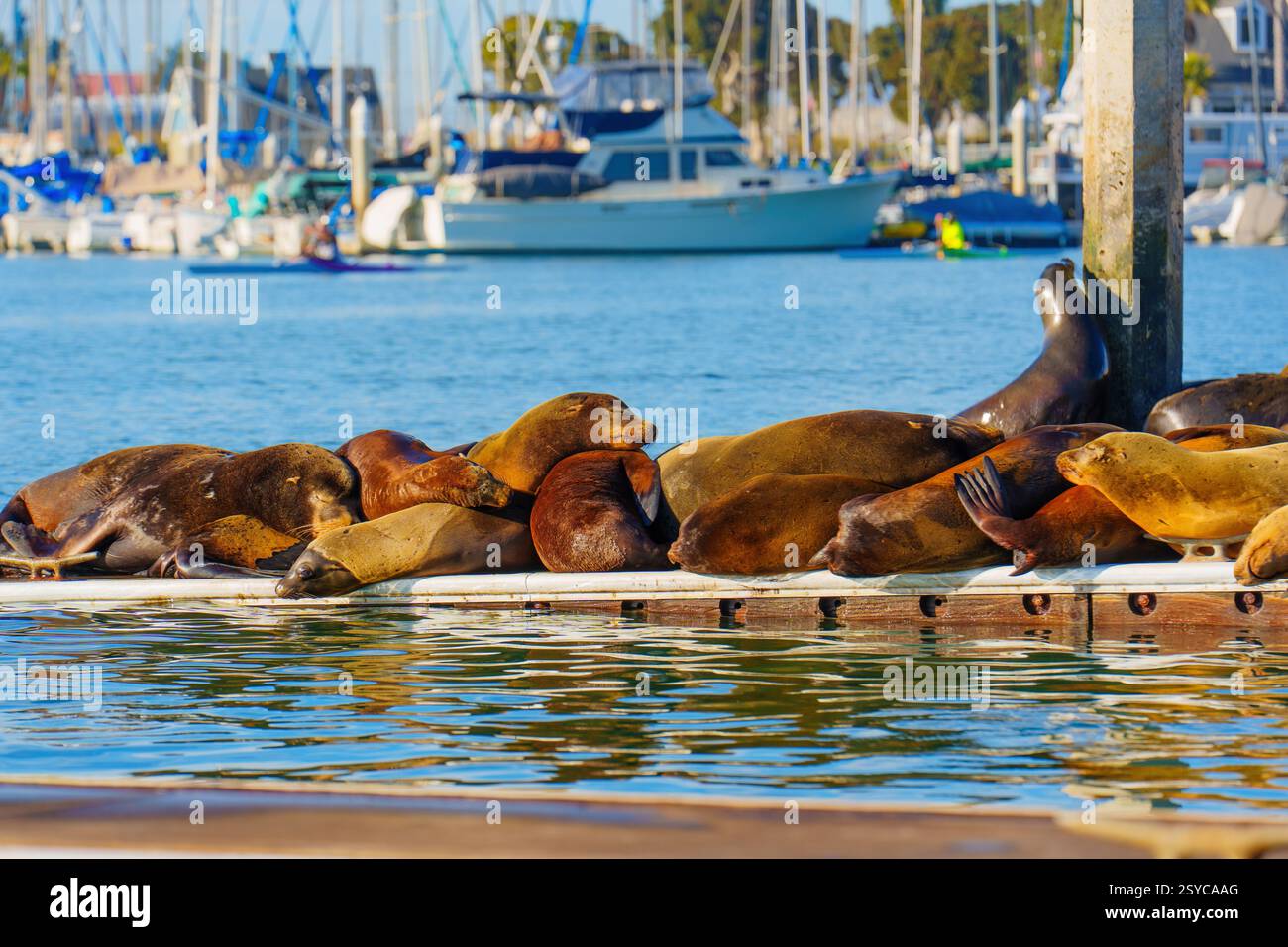 Group of sea lions resting on a floating dock in Oceanside Harbor ...