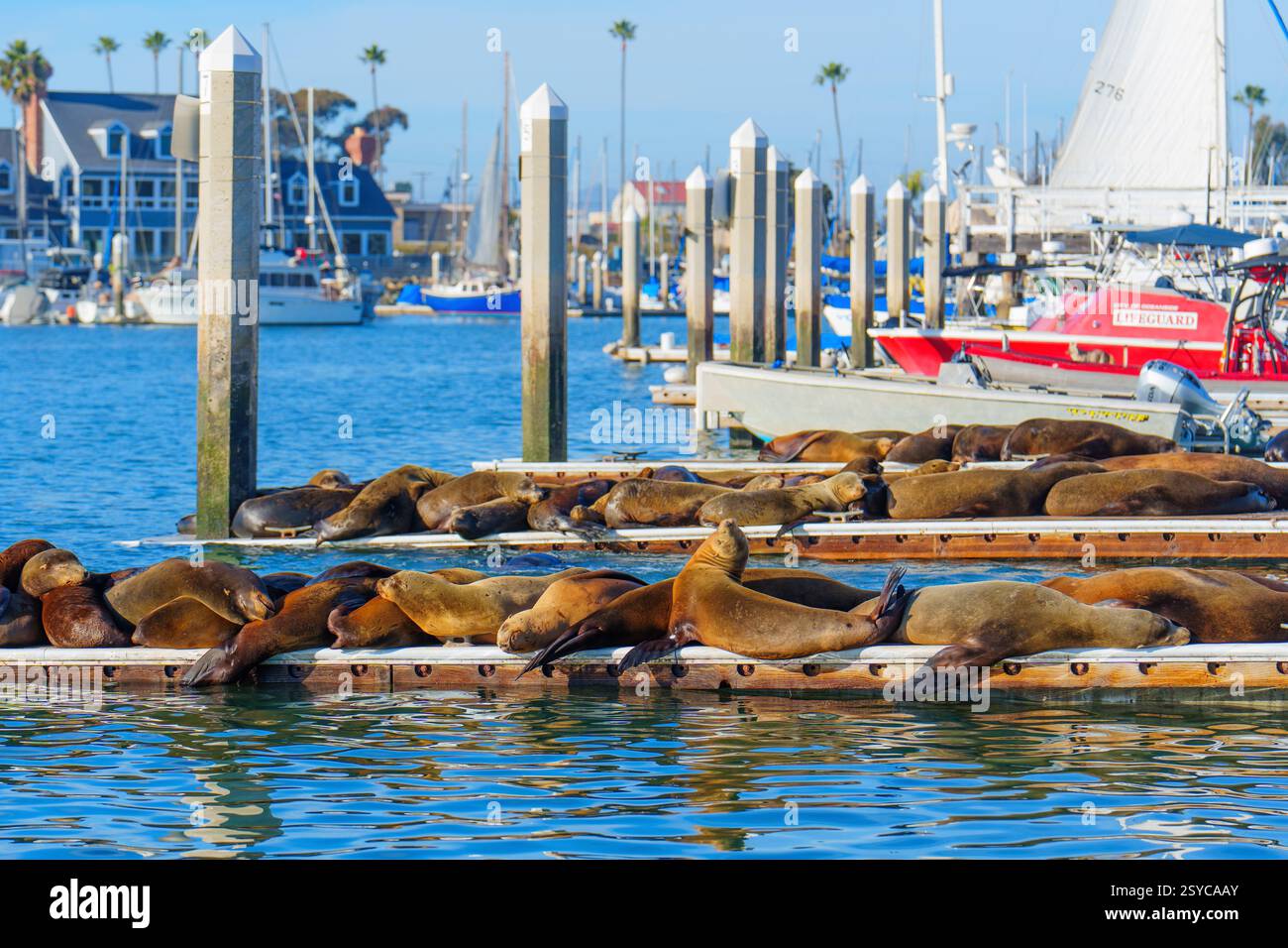 Large group of sea lions lounging together on the docks at Oceanside ...