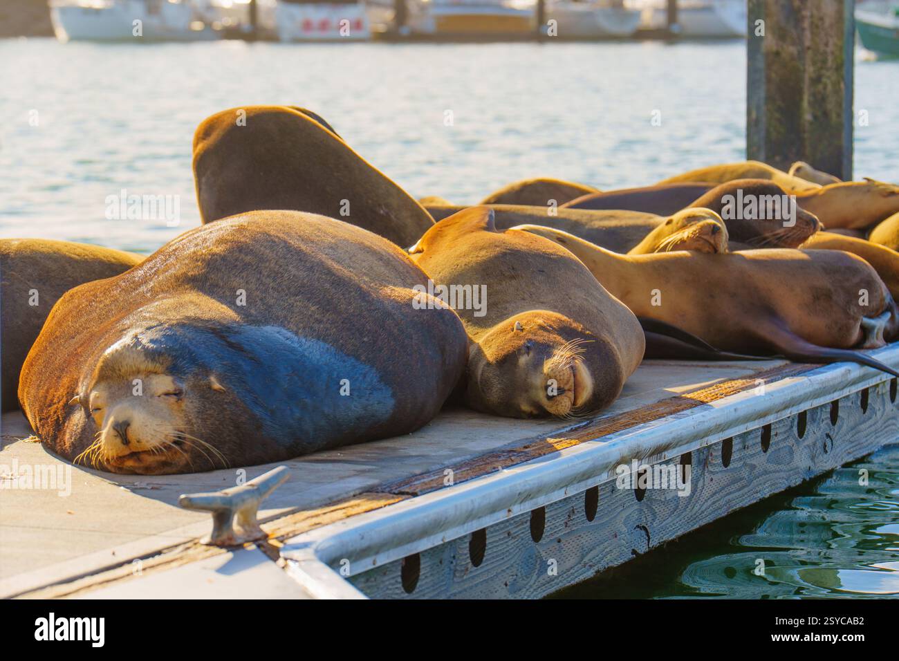 Sea lions sprawled on dock soaking up sun at Oceanside Harbor. Relaxed ...