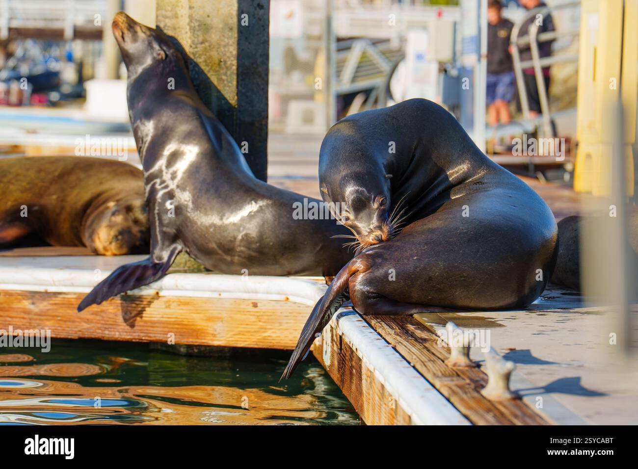 Two sea lions relaxing and grooming on a dock, showcasing their playful ...