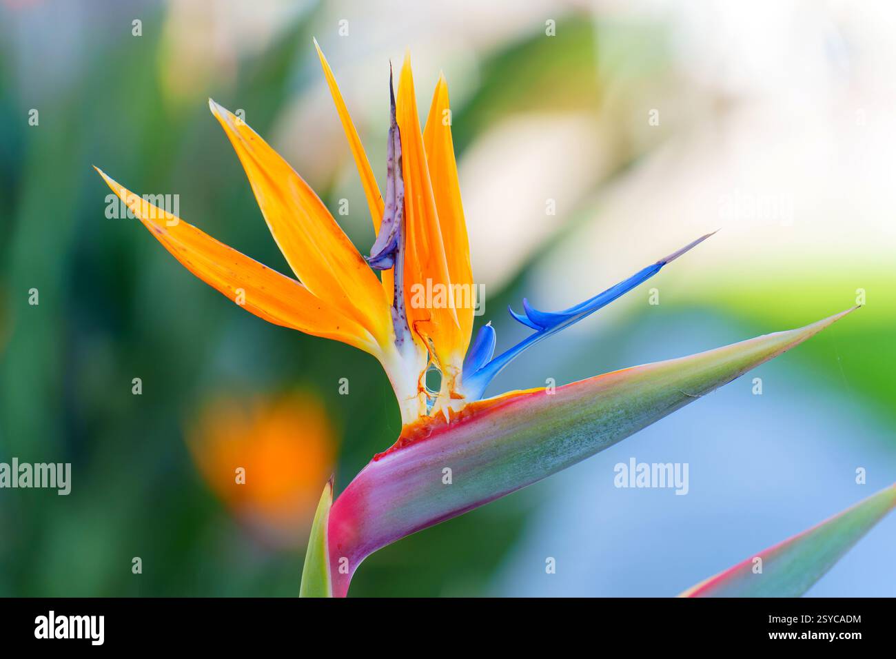 Detailed view of Strelitzia reginae flower with stunning orange and ...