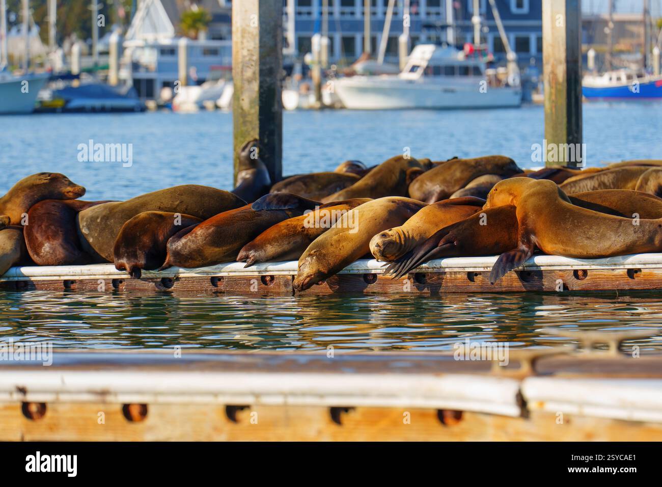 Large group of sea lions lounging on a dock at Oceanside harbor ...
