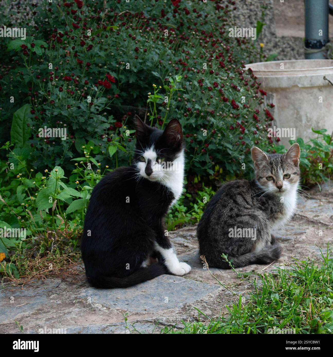 Two curious young cats roam through a rustic rural setting, surrounded by nature and wooden ...