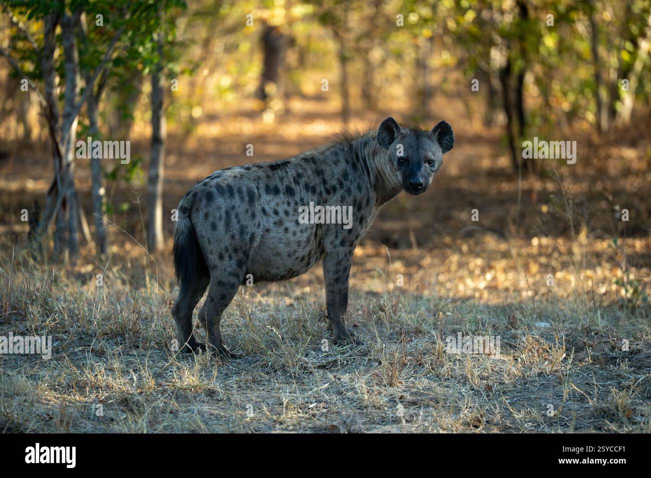 Pregnant female spotted hyena stands in wood Stock Photo - Alamy