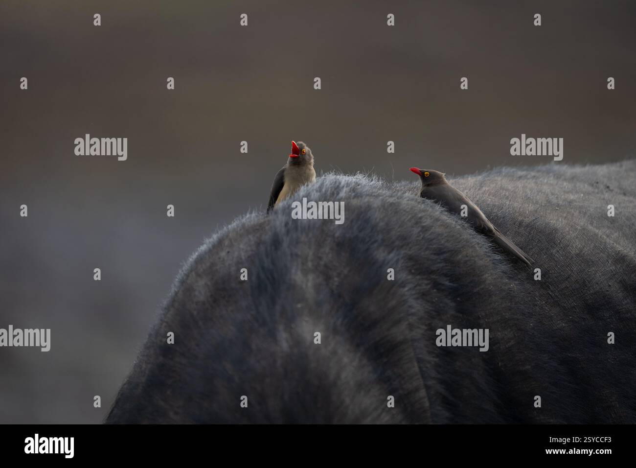 Red-billed oxpeckers on shoulder of Cape buffalo Stock Photo - Alamy
