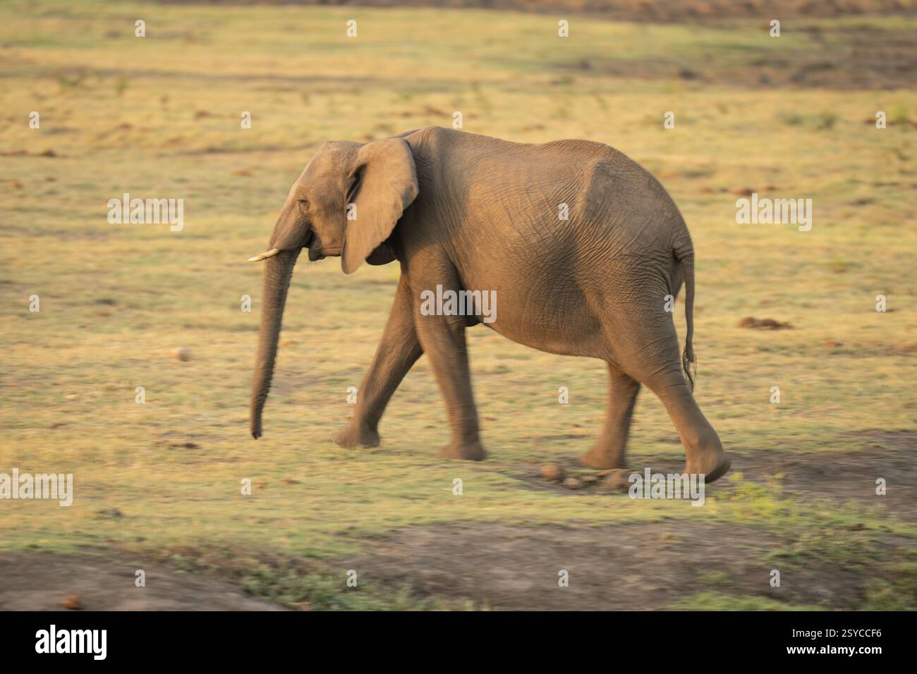 Slow pan of African elephant crossing floodplain Stock Photo - Alamy