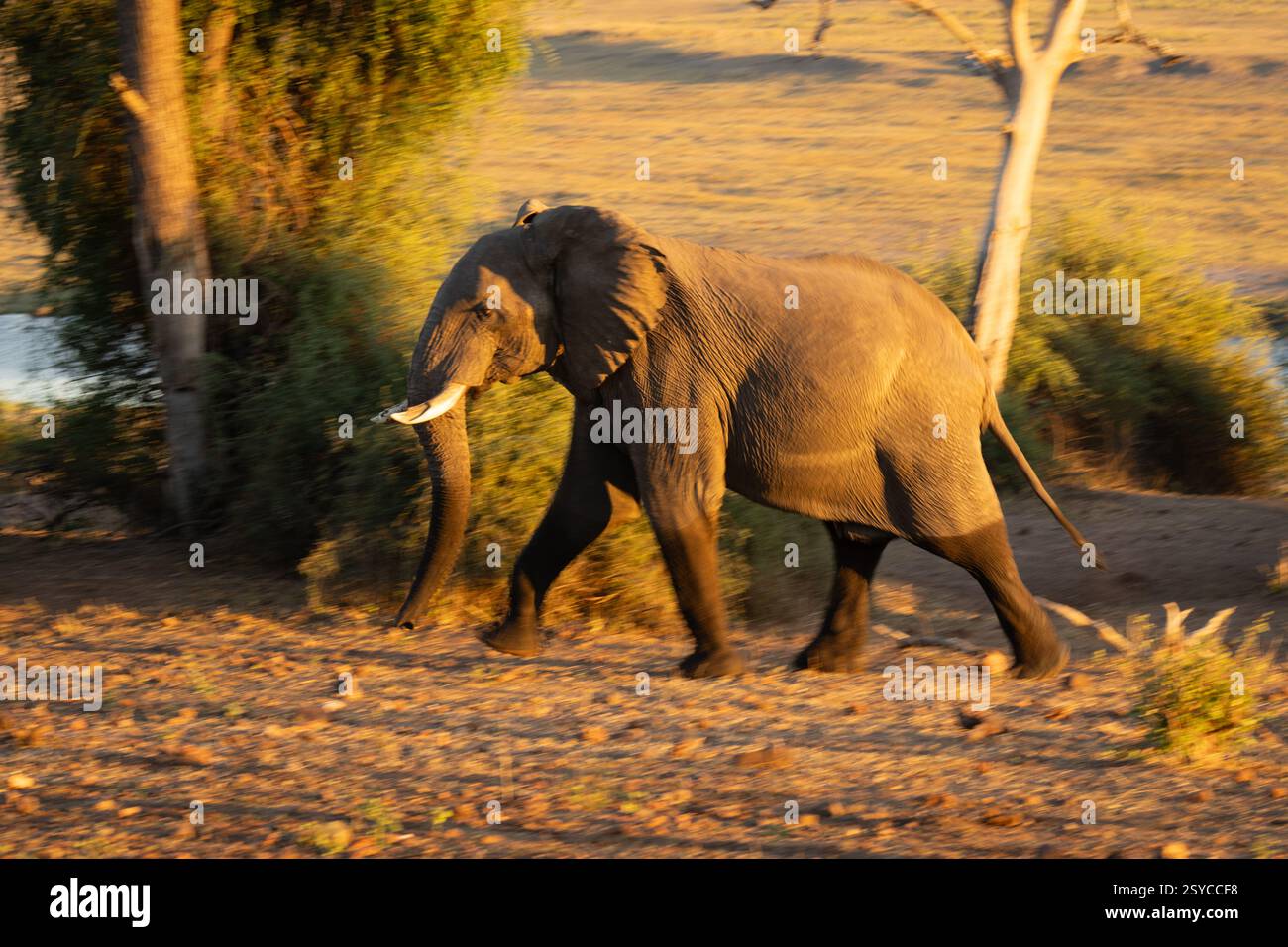 Slow pan african elephant hi-res stock photography and images - Alamy