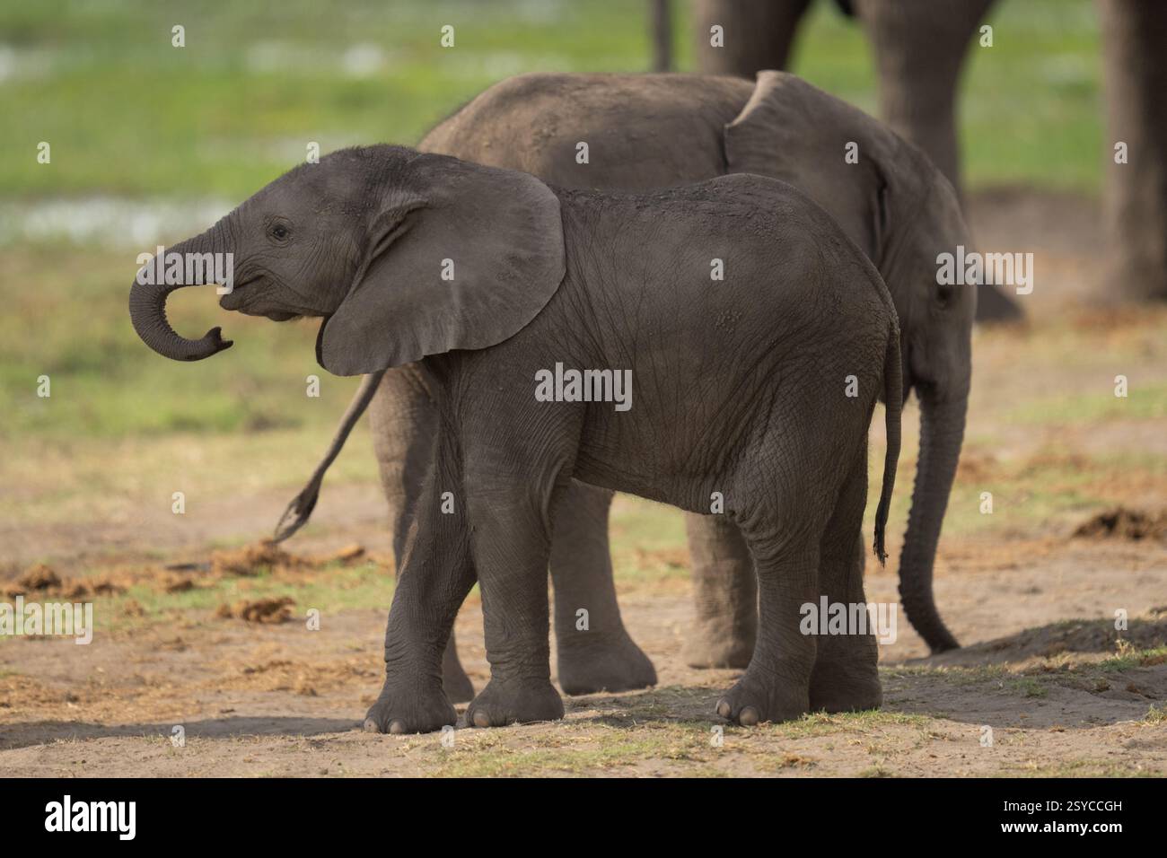 Two baby African bush elephants stand side-by-side Stock Photo - Alamy