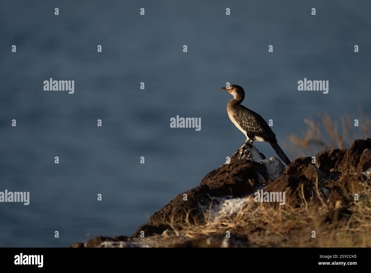 White-breasted cormorant on guano-covered rock by river Stock Photo - Alamy