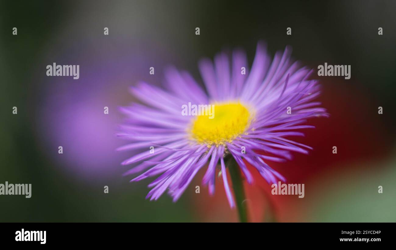 Macro flower photo flower hi-res stock photography and images - Alamy