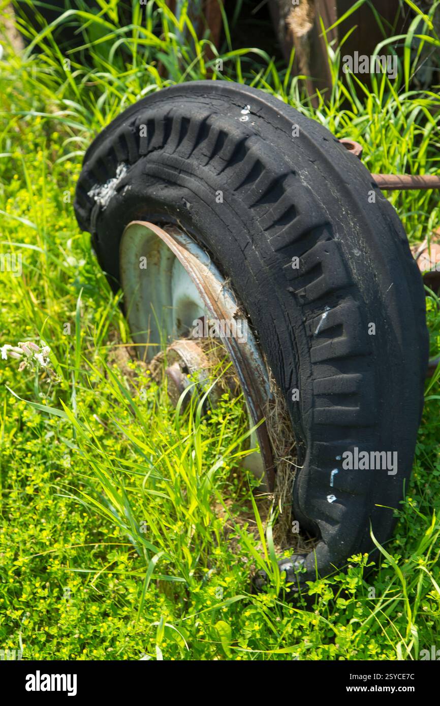 Tire is laying on the grass. The tire is black and has a white rim. The ...
