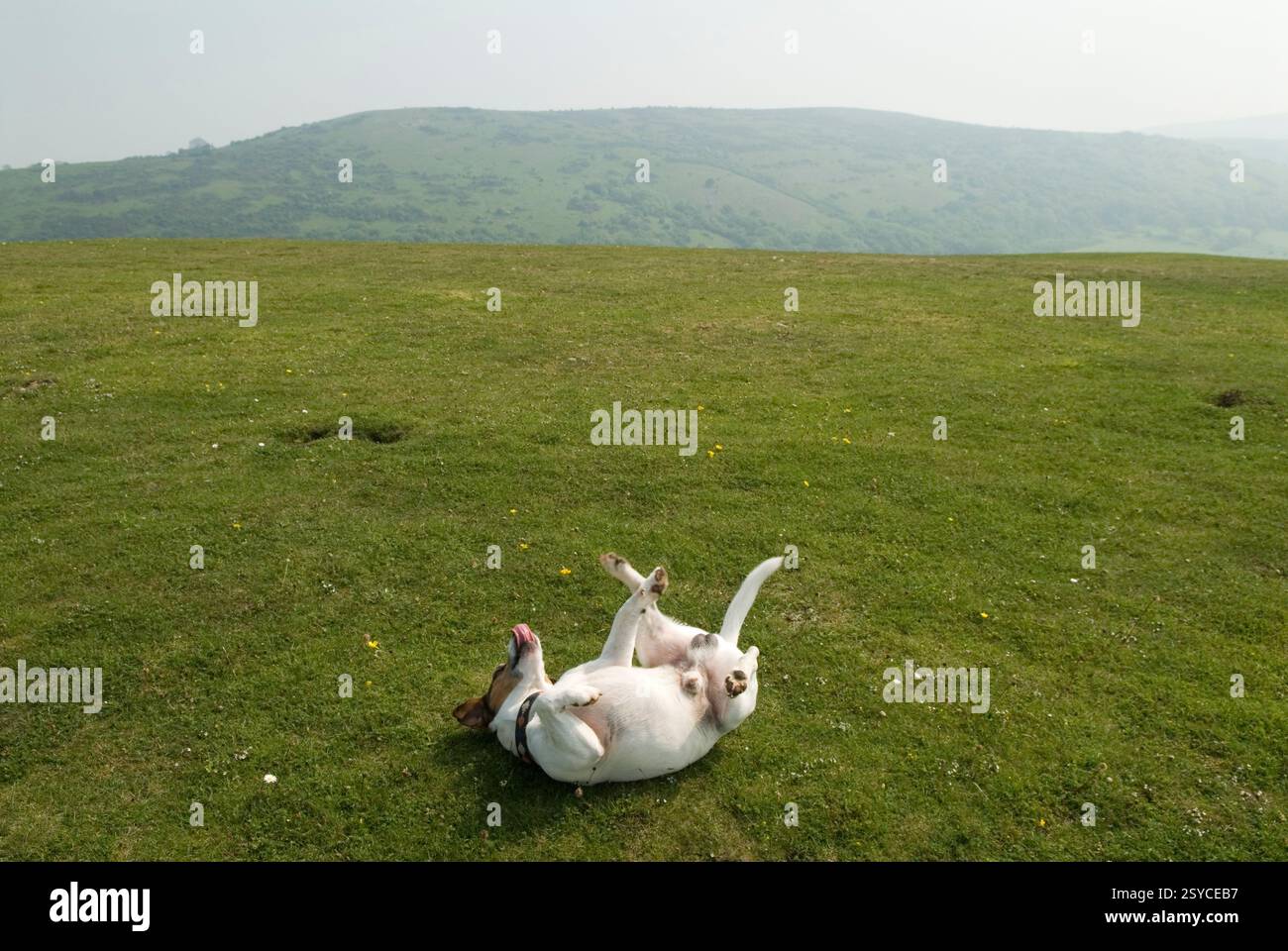 Dog scratching his back, a Jack Russel Terrier rolling on his back ...