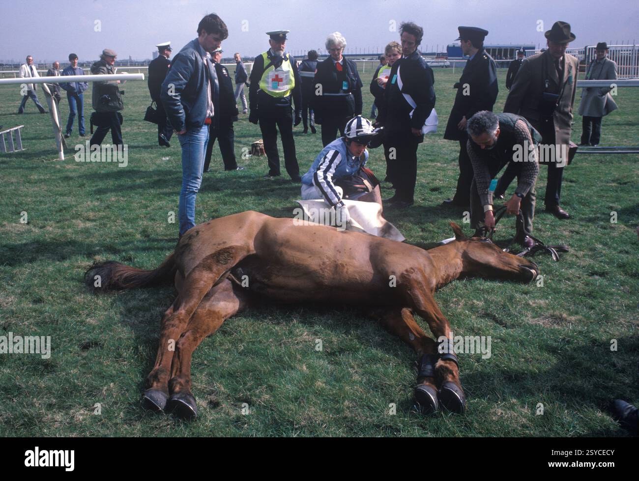 Dead race horse at the Grand National course, Aintree. Had to be shot ...