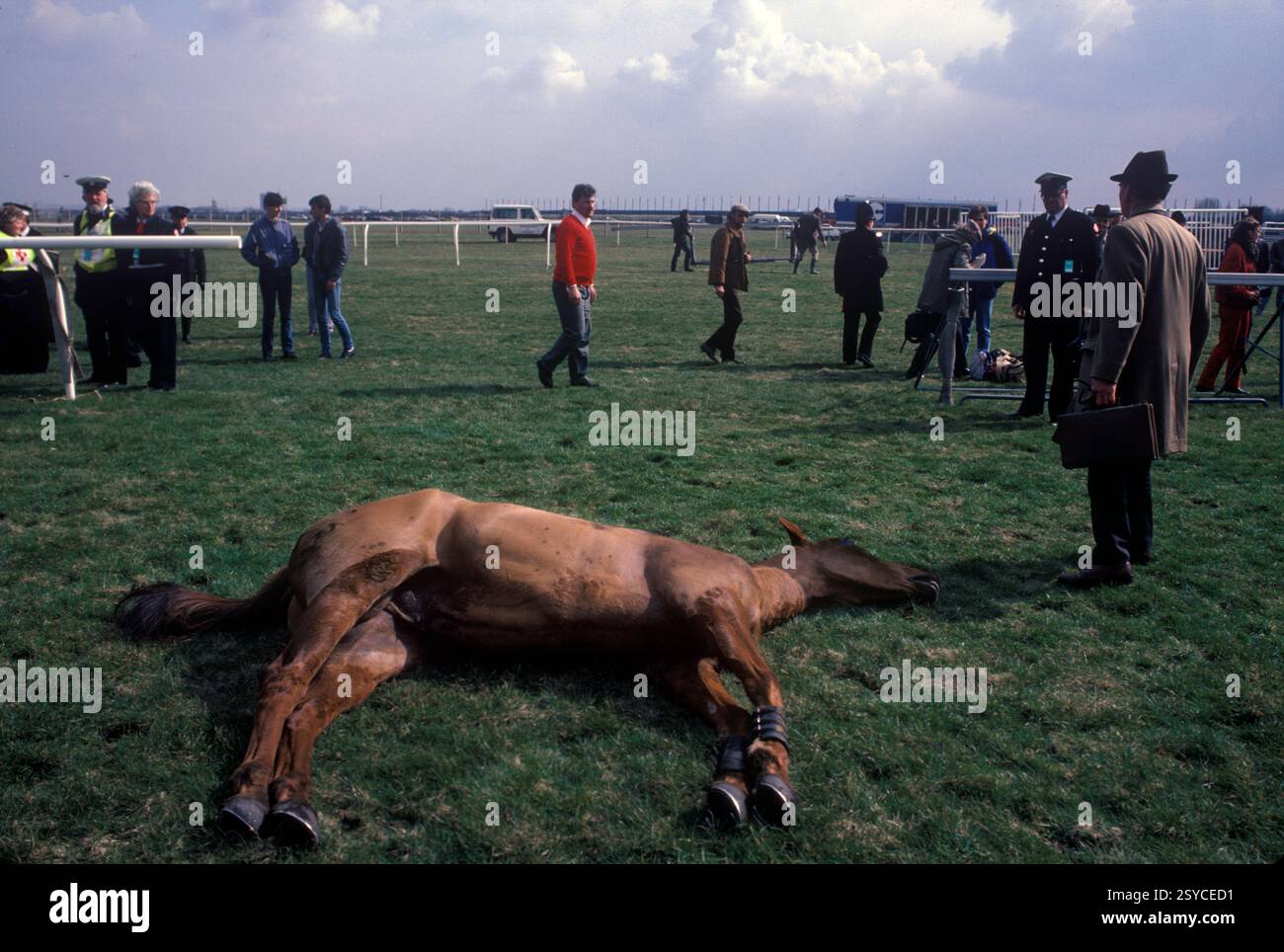 The Grand National horse race, at Aintree Racecourse, a dead horse, it ...