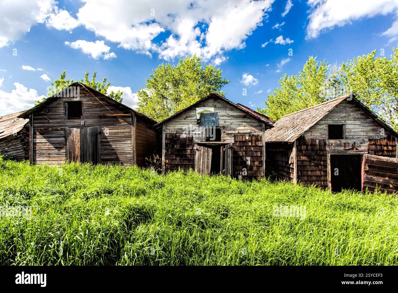 Three old barns are in a field with grass. The barns are old and have a ...