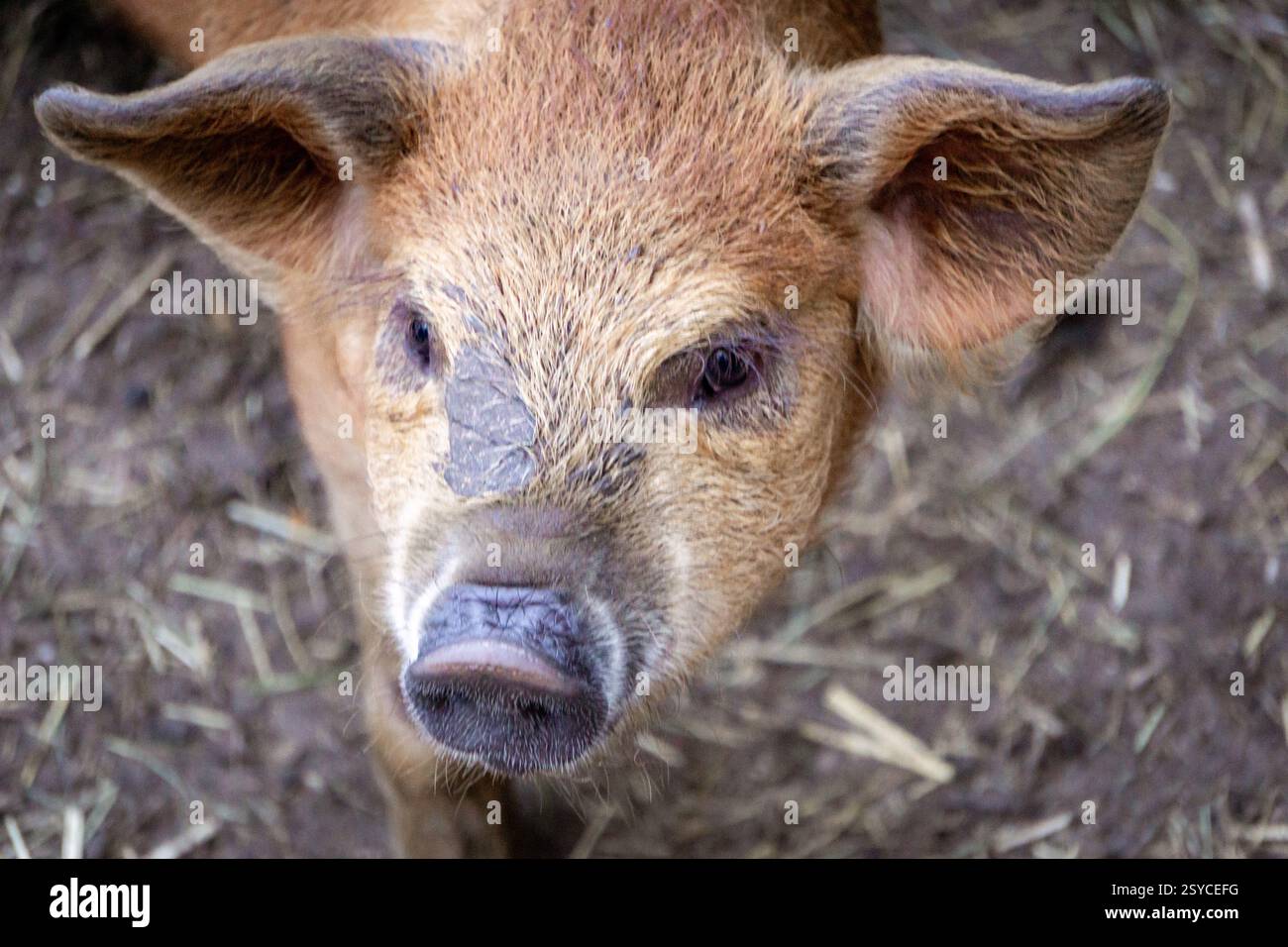 Cute Little Pig With a Pink Snout and Fluffy Ears Walking on a ...