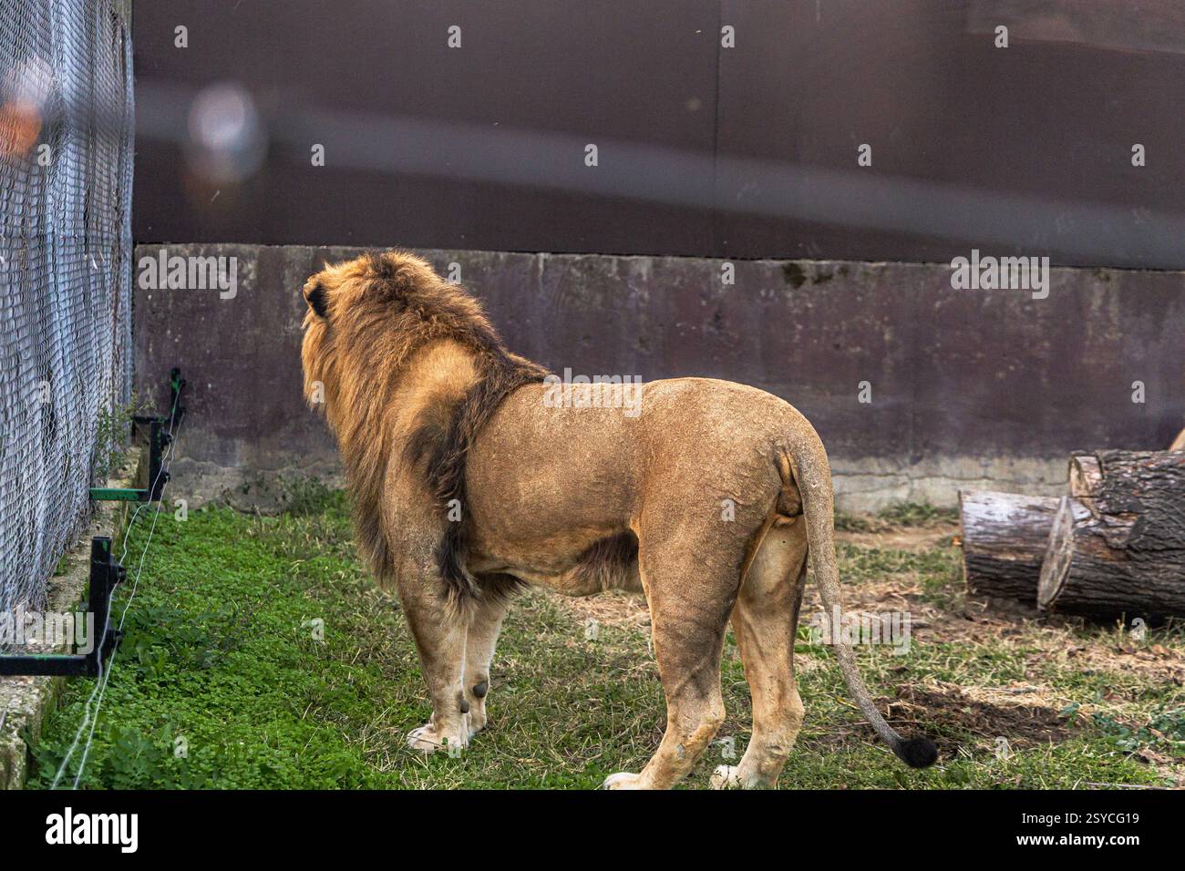 A lion stands majestically in its enclosure, attentively gazing at the ...