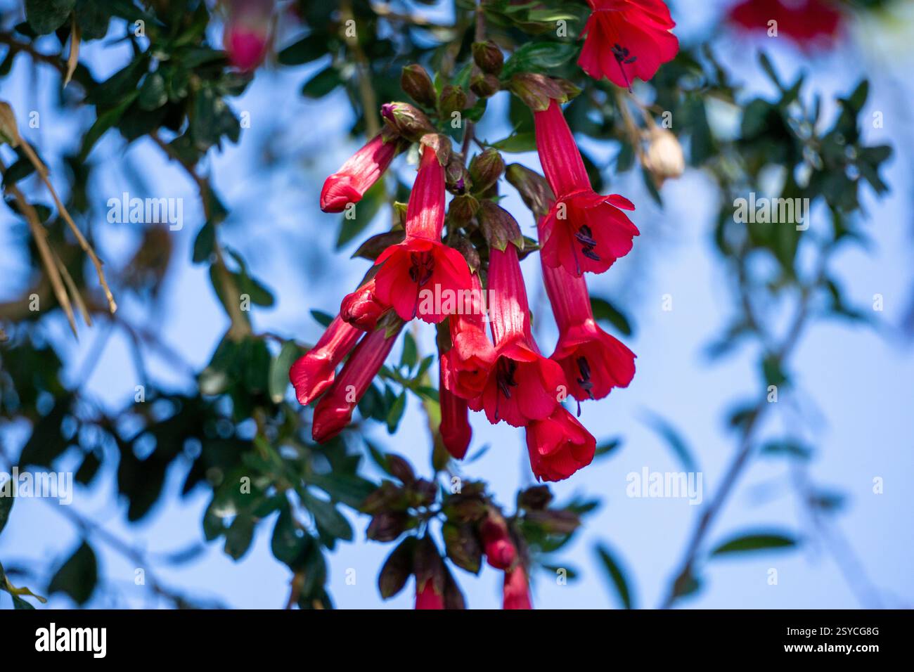 Sacred Flower of the Incas Cantua buxifolia Blooming on Isla del Sol in ...