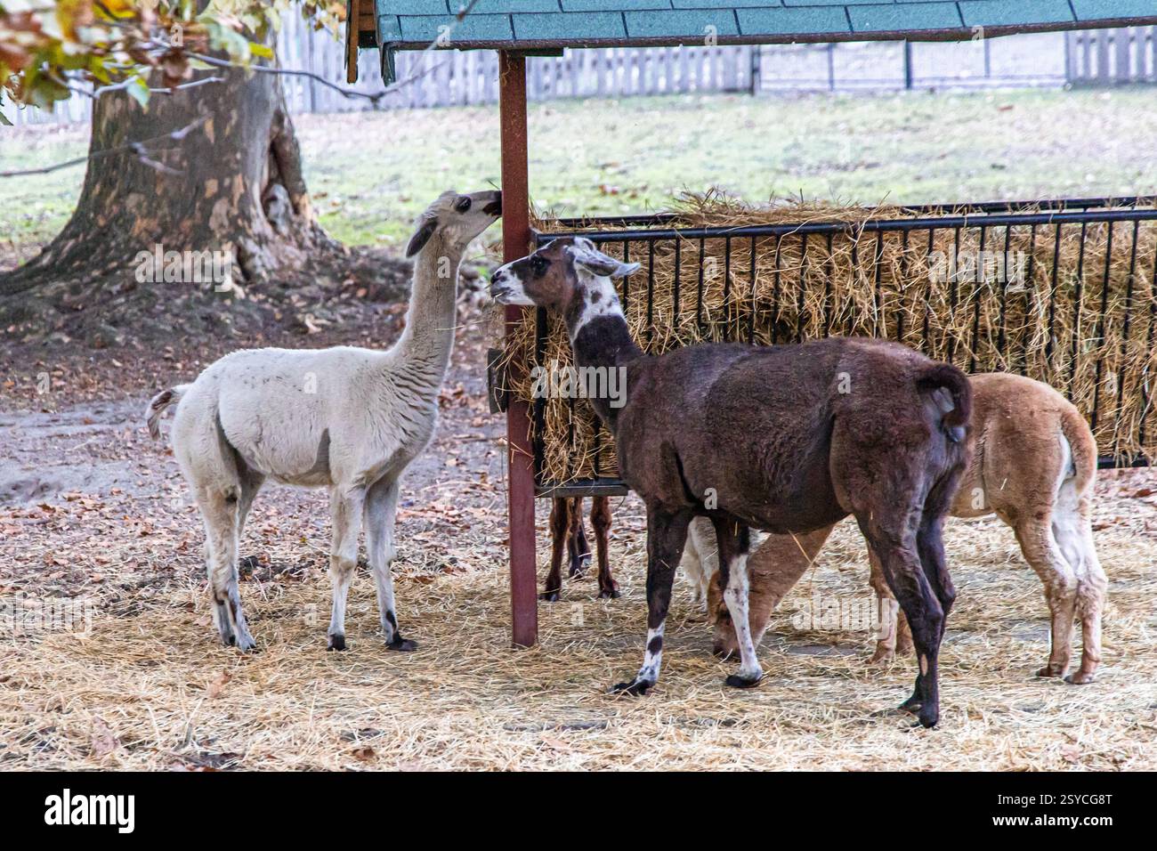 Llamas and goats gather around a feeding station filled with hay. The ...