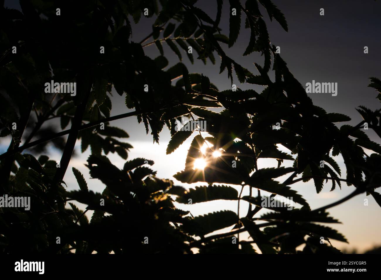 Light through leaves Stock Photo - Alamy