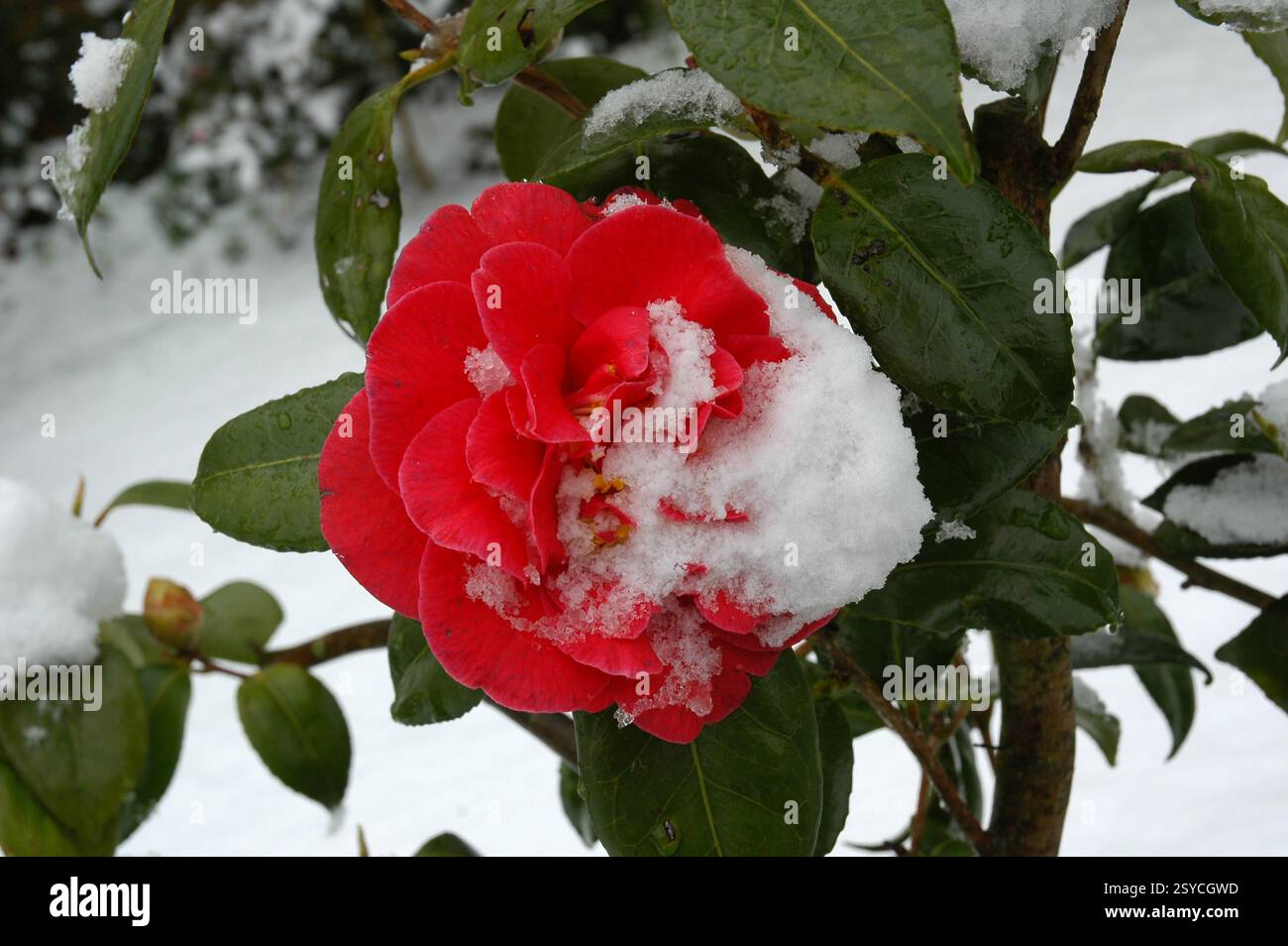 Tall flower snow hi-res stock photography and images - Alamy