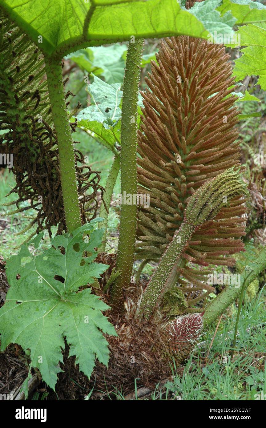 Young gunnera hi-res stock photography and images - Alamy