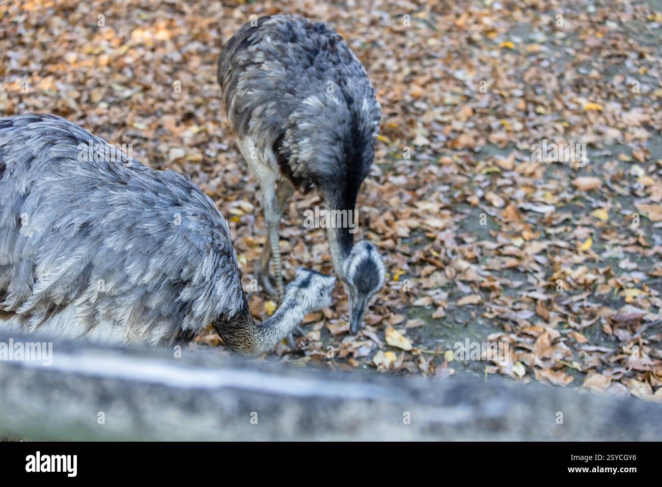 Two emus are exploring a ground covered in colorful autumn leaves. The ...