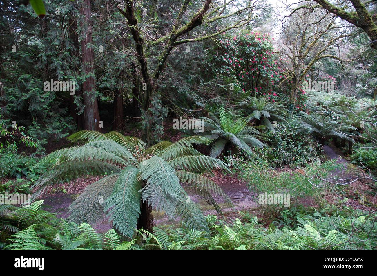 Tree ferns Dicksonia antarctica Bamboo and Rhododendron in Derreen ...