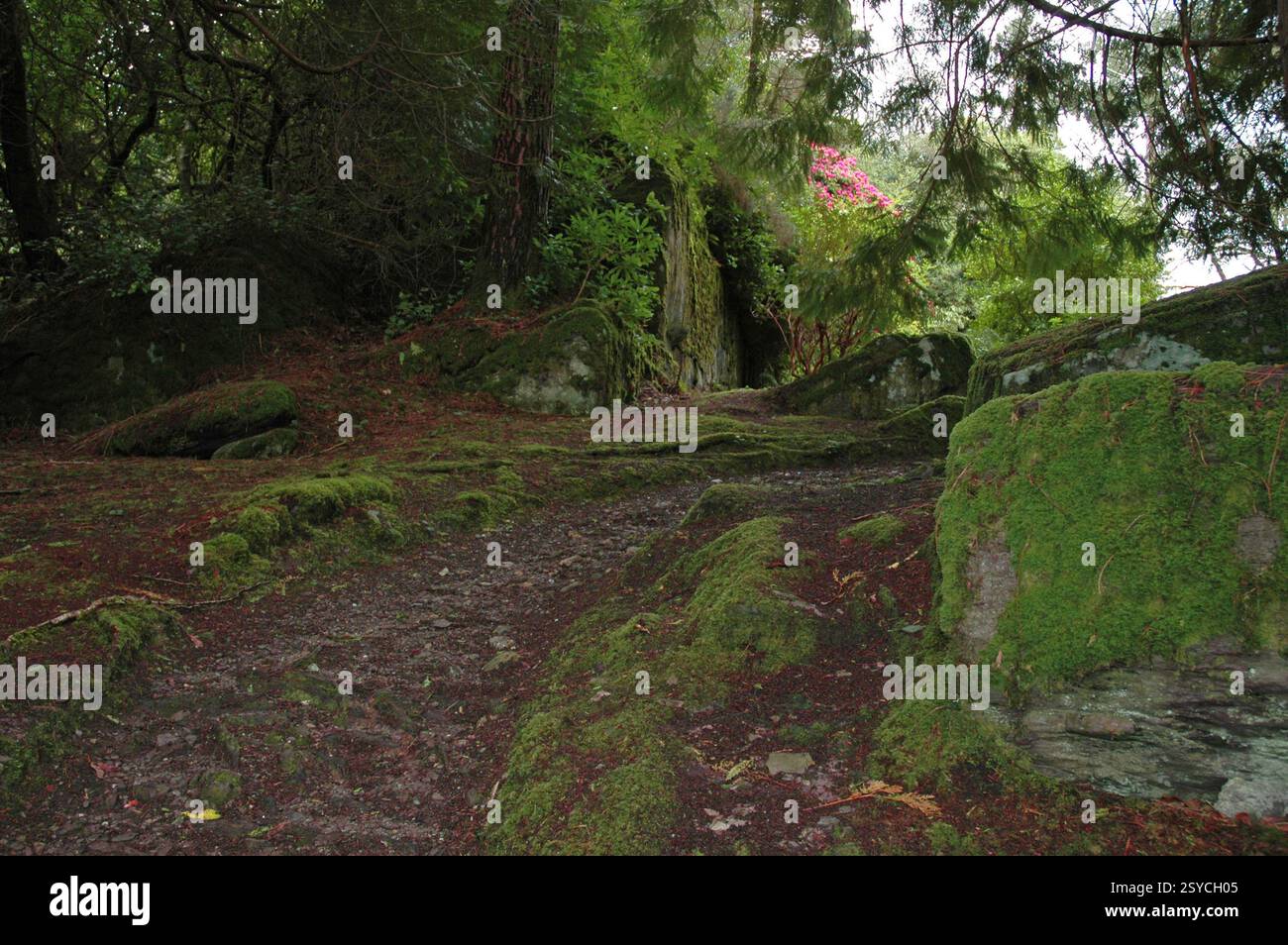 Pathway out of woodland in Derreen Gardens Co Kerry Southern Ireland ...