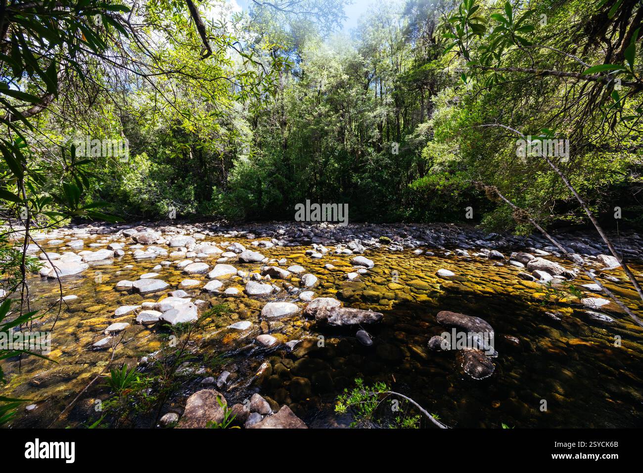 Franklin River Nature Trail in Tasmania Australia Stock Photo - Alamy