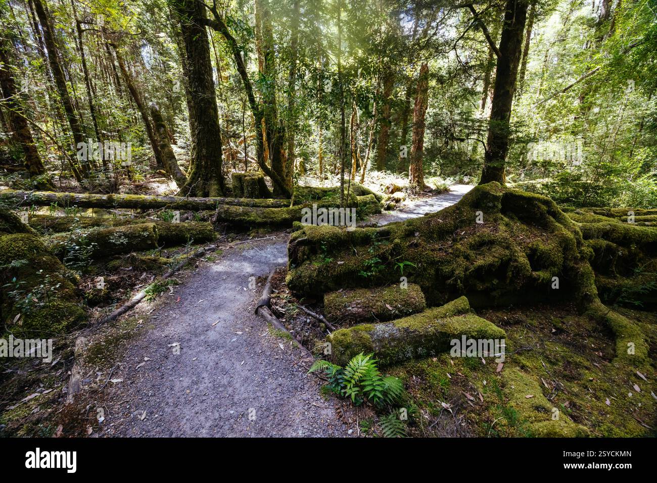 Franklin River Nature Trail in Tasmania Australia Stock Photo - Alamy