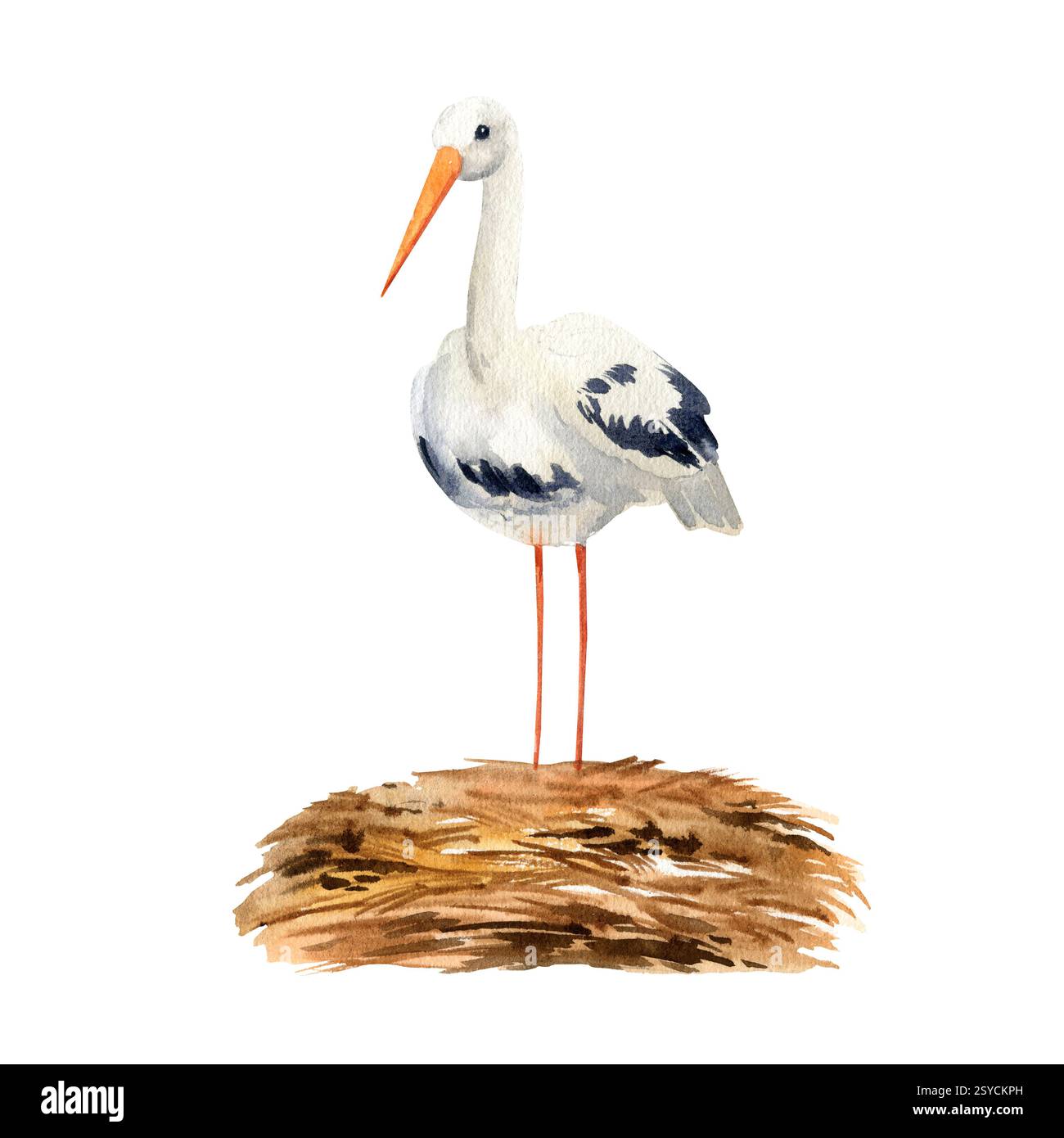 white stork in the nest on white background, wild flying bird in ...
