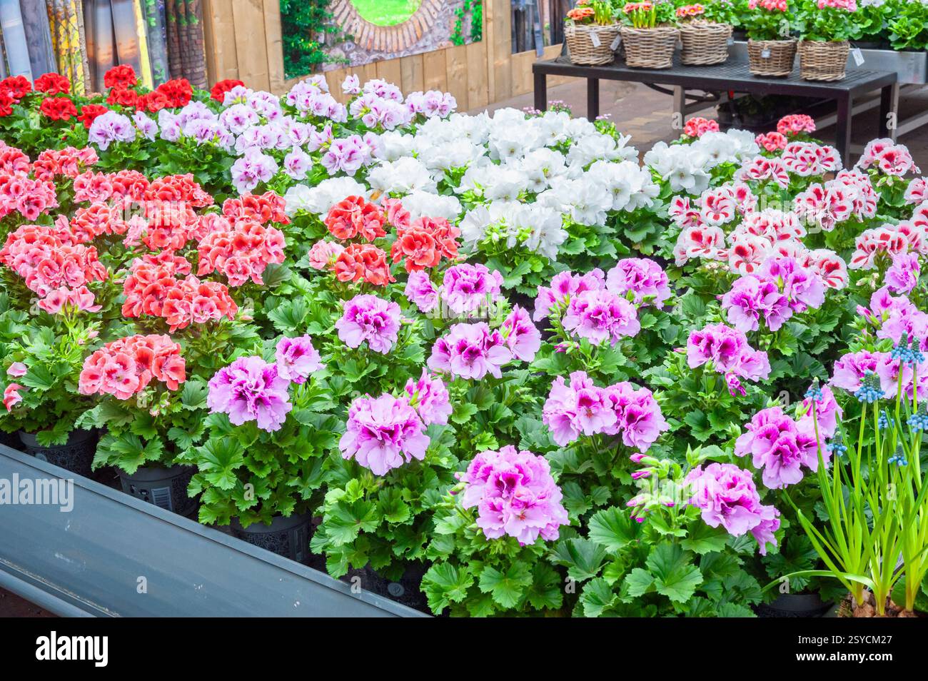 Regal Pelargonium or Geranium with flowers in several colours in a ...