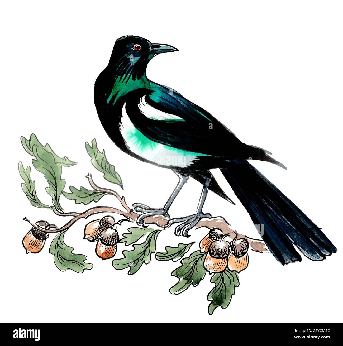 Magpie bird. Hand drawn watercolour illustration Stock Photo - Alamy