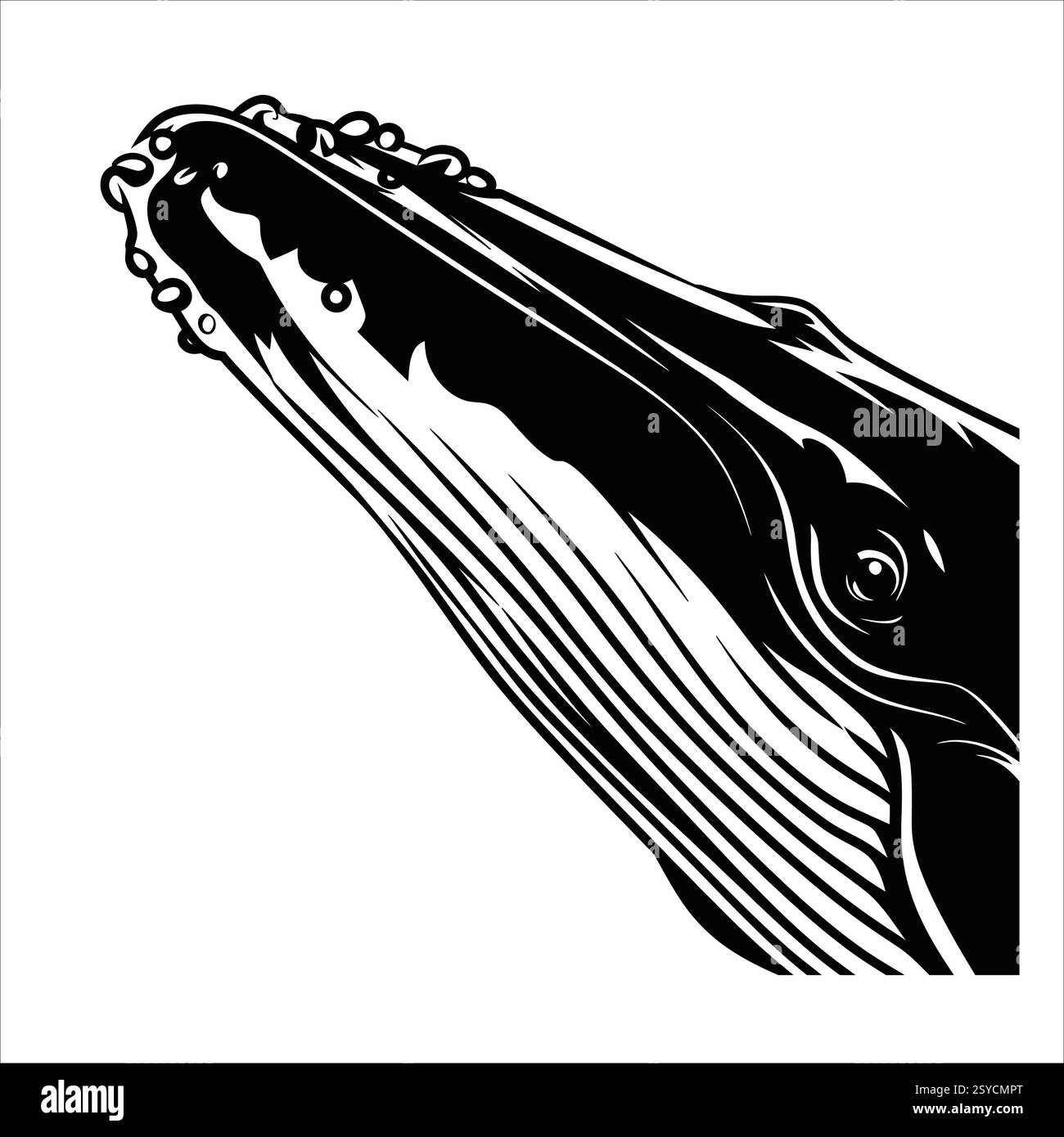 orca killer whale face head sign logo emblem vector illusration on ...