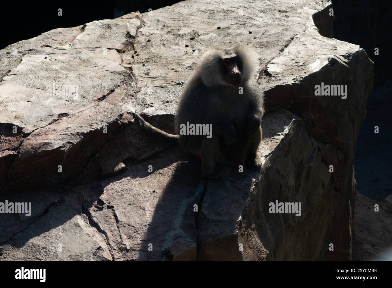 Baboon Rock Zoo Exhibit Animal - A baboon sits on a rock in a zoo ...