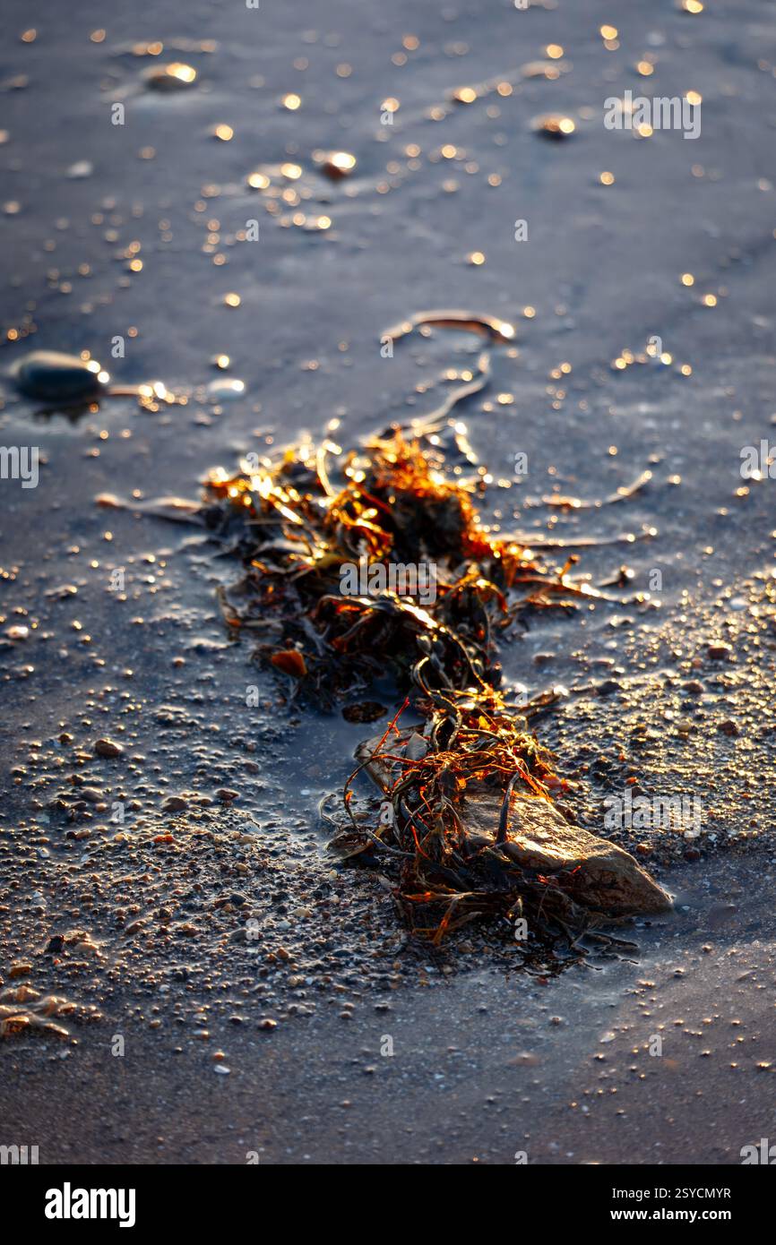 Seaweed kelp pod hi-res stock photography and images - Alamy