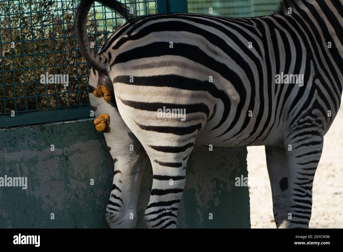 Zebra Zoo Defecation: Captive zebra defecating in zoo enclosure ...