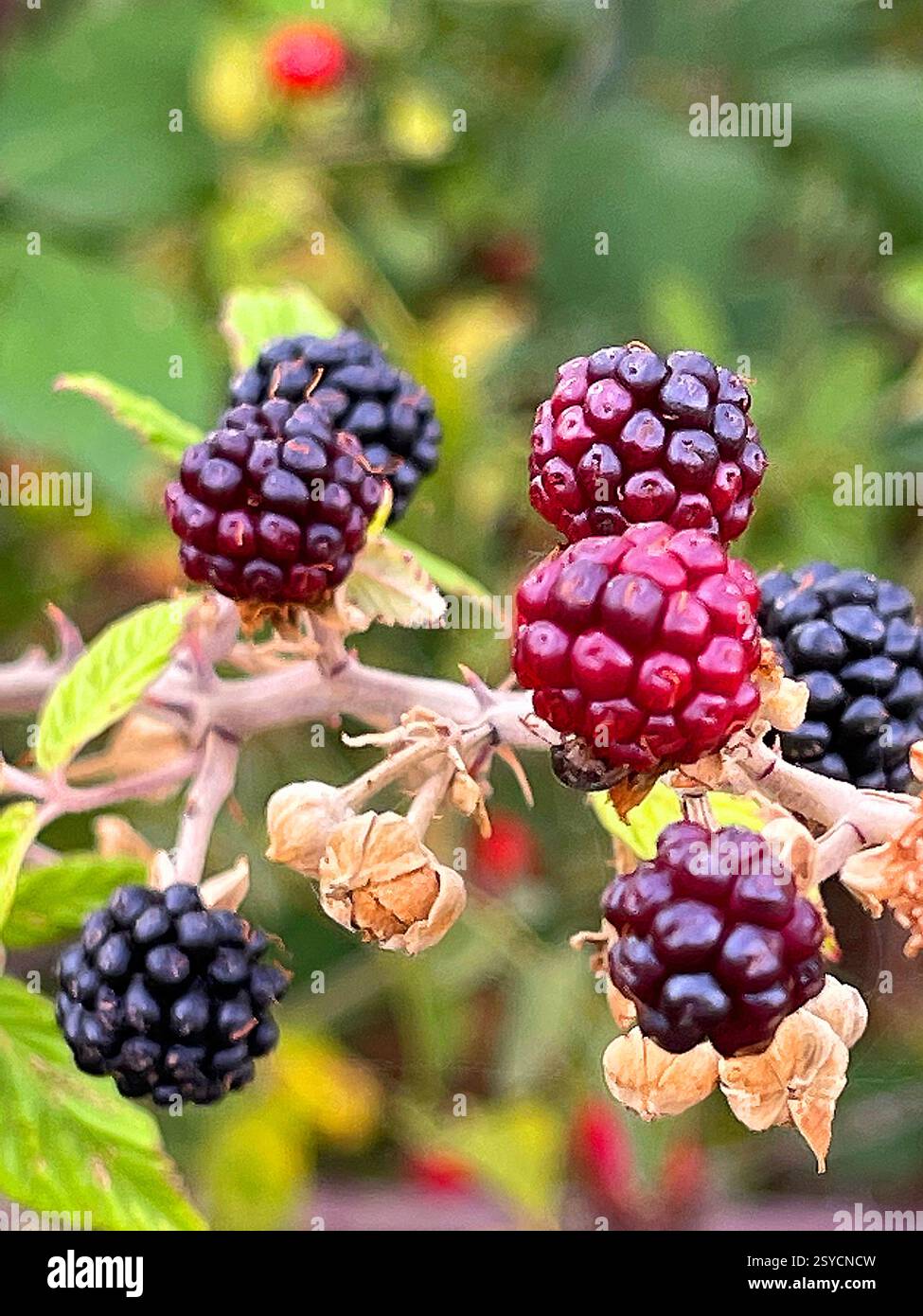 Plantas antioxidantes hi-res stock photography and images - Alamy