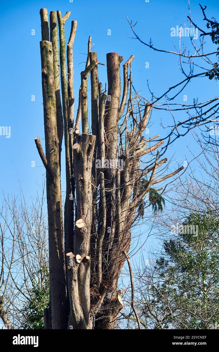 Tree with lopped off branches Stock Photo - Alamy