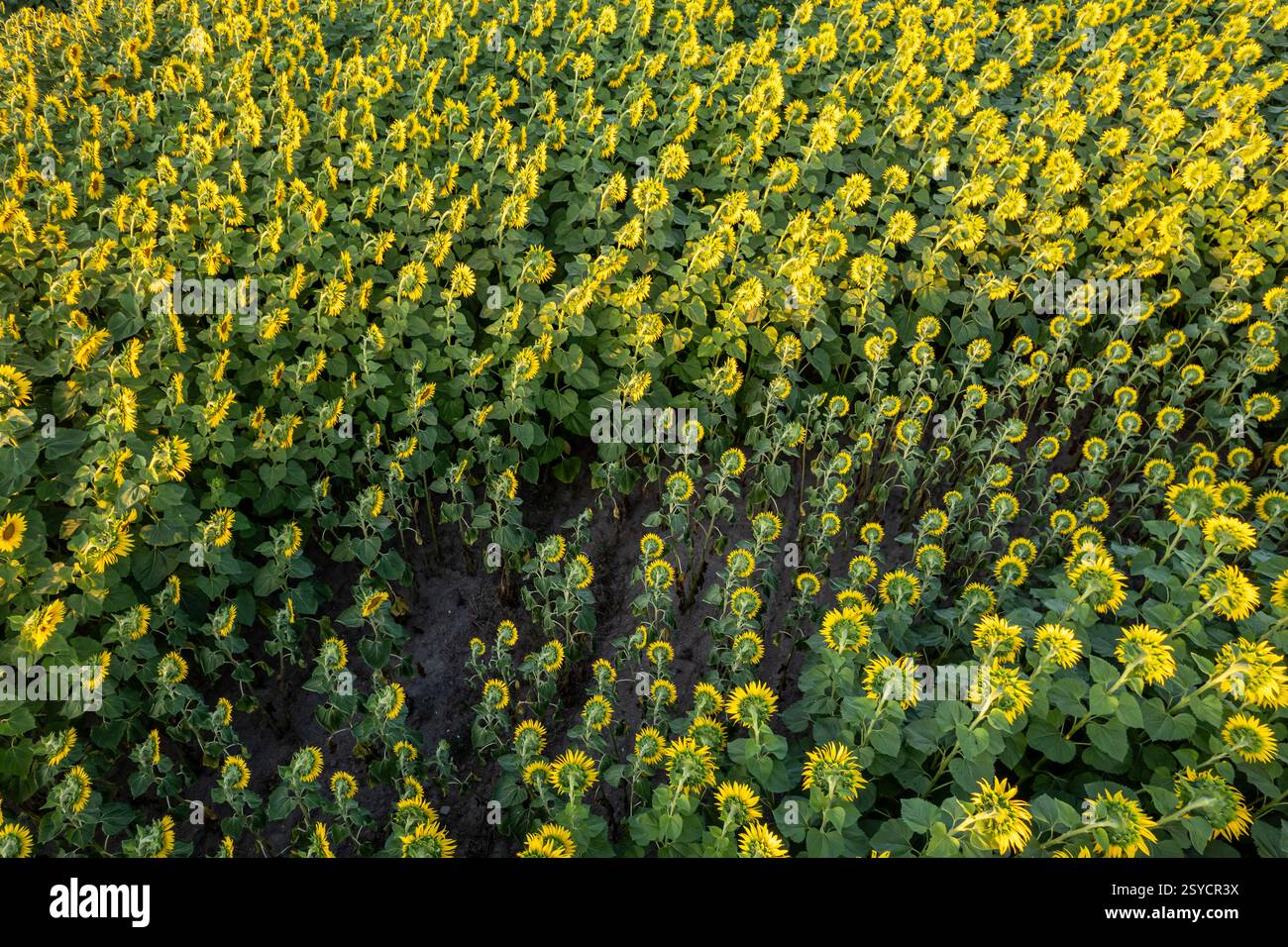 Video in farm aerial view hi-res stock photography and images - Alamy