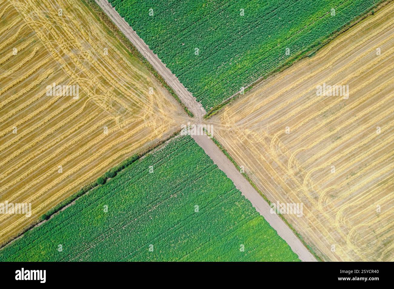 agricultural fields of cereal crops harvested in summertime and potato ...