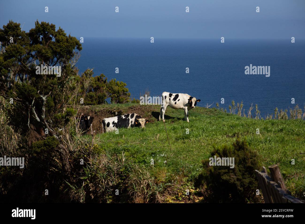 A herd of cows peacefully grazing on lush green grass near the ocean in ...