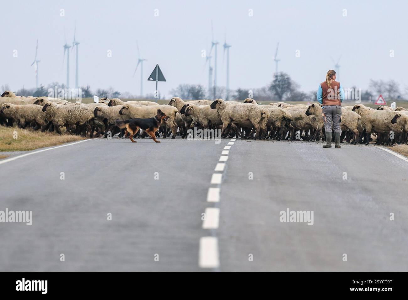 Prettin, Germany. 28th Feb, 2025. A herd of black-headed meat sheep ...