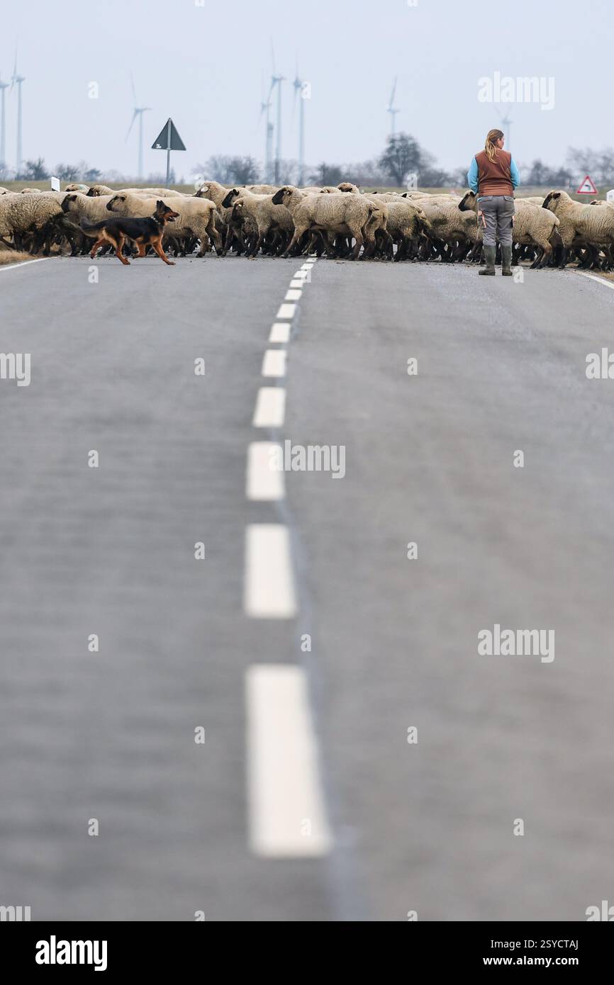 Prettin, Germany. 28th Feb, 2025. A herd of black-headed meat sheep ...