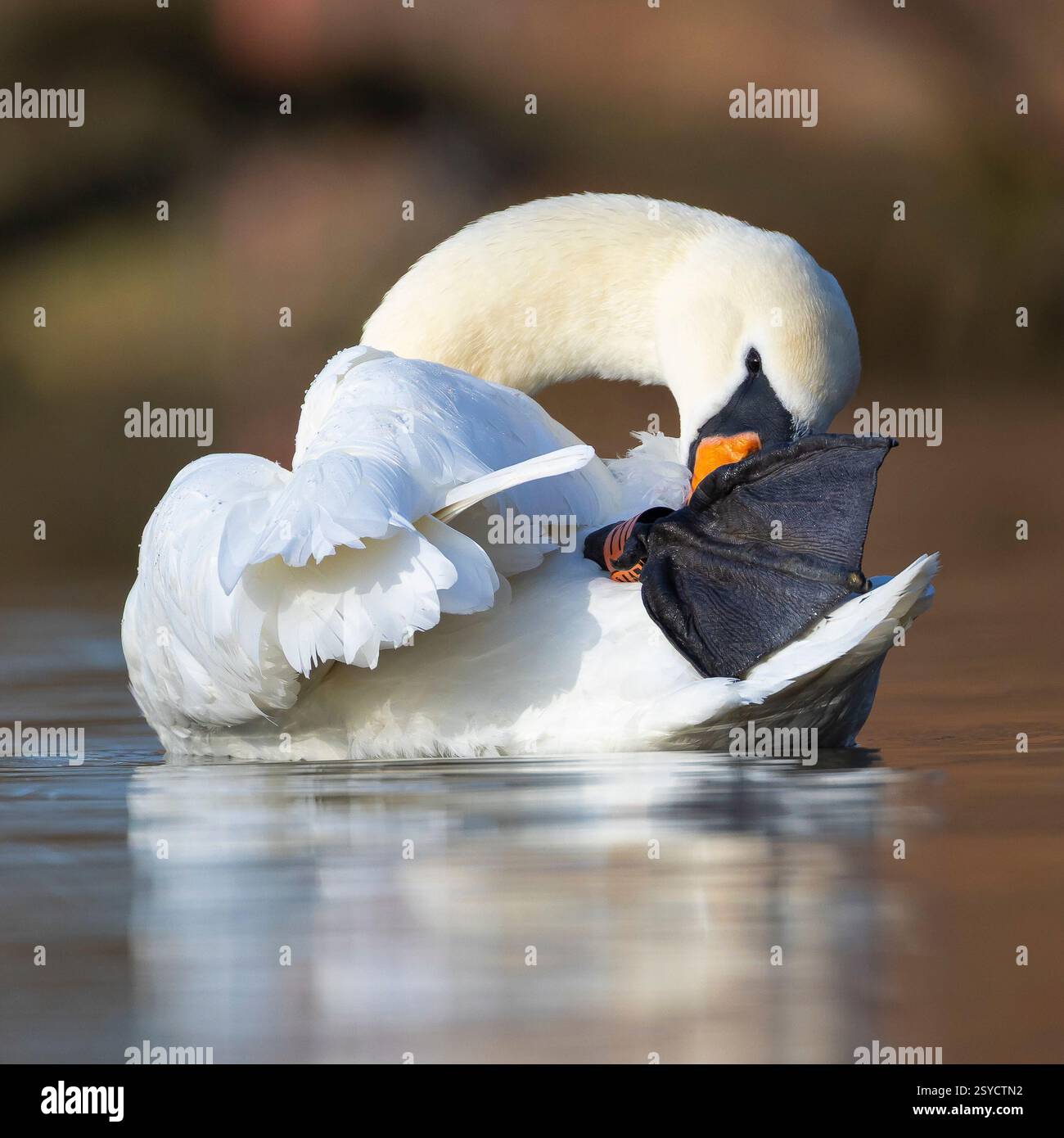 Kidderminster, UK. 28th February, 2025. UK weather: the sun dominates ...